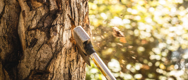 Deforestation: Learn About Forest Conservation