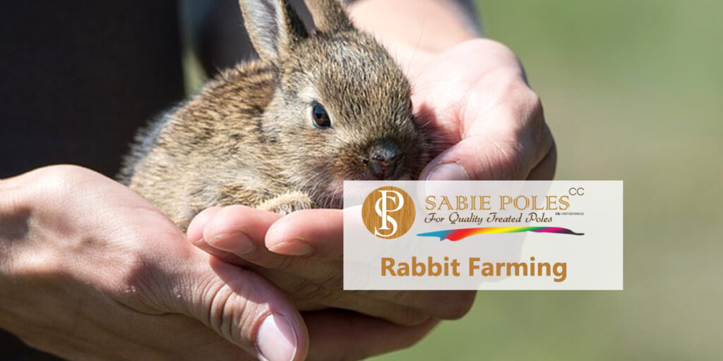 Rabbit Farming: Basic Costs and Preparations