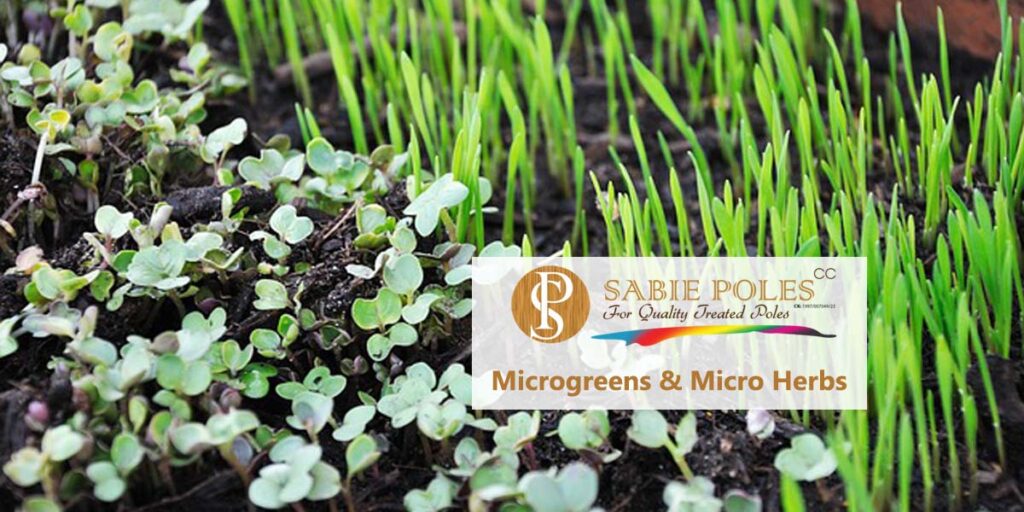 Micro Herbs and Microgreens: What, Why and How