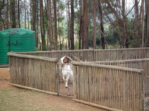 CCA Poles - Pressure Treated Gum Poles - Sabie Poles