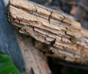 Timber preservation: Here's what you need to know.