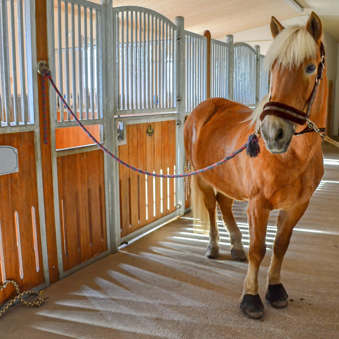 Timber Horse Stable: Choose the best material to construct with.