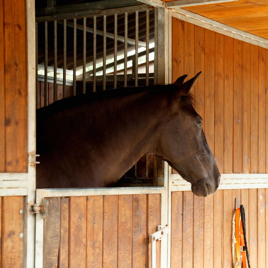 Timber Horse Stable: Choose the best material to construct with.